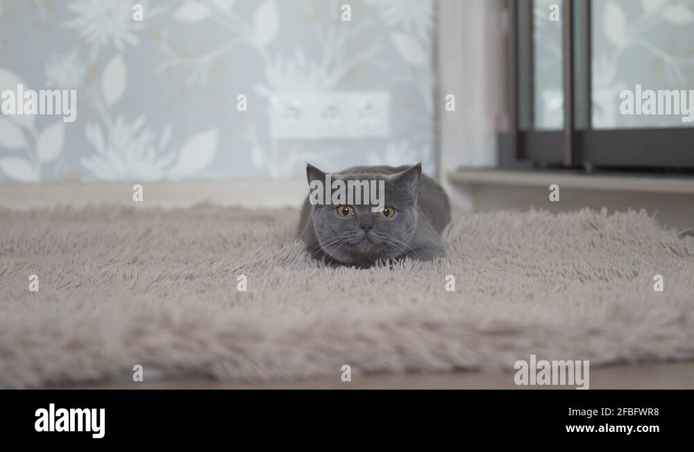 Chasing prey eyes Stock Videos & Footage - HD and 4K Video Clips - Alamy