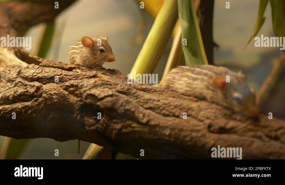 African striped mouse Stock Videos & Footage - HD and 4K Video Clips ...