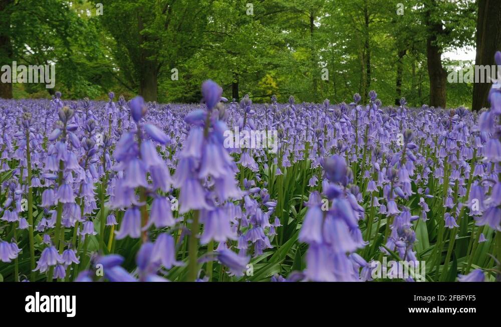 Field bell Stock Videos & Footage - HD and 4K Video Clips - Alamy