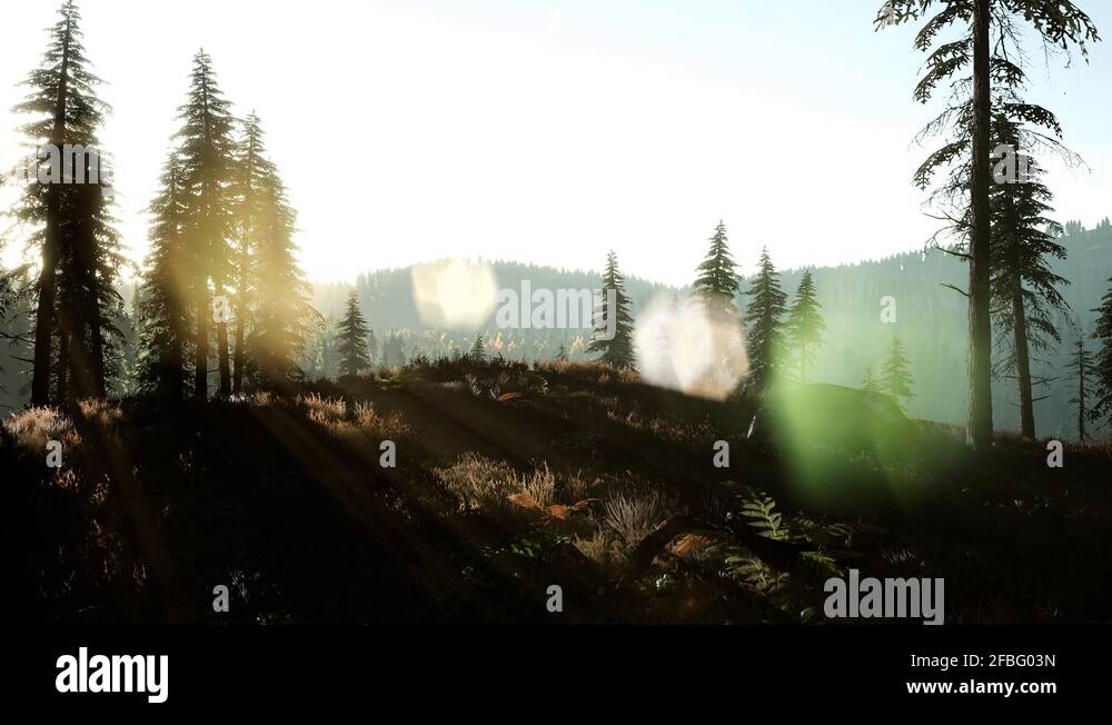 Light fog through trees Stock Videos & Footage - HD and 4K Video Clips ...