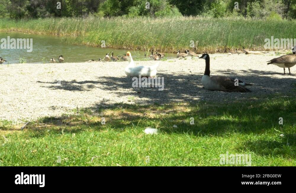 Just animals Stock Videos & Footage - HD and 4K Video Clips - Alamy