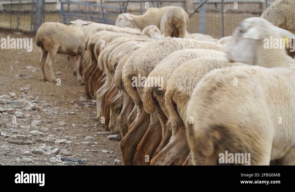 Row of sheep Stock Videos & Footage - HD and 4K Video Clips - Alamy