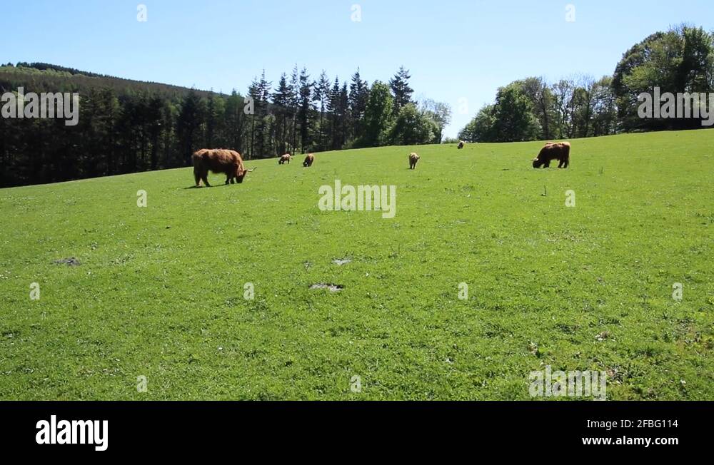 Famous scottish cow Stock Videos & Footage - HD and 4K Video Clips - Alamy