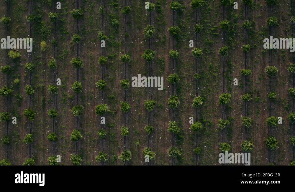 Orchard view farm Stock Videos & Footage - HD and 4K Video Clips - Alamy