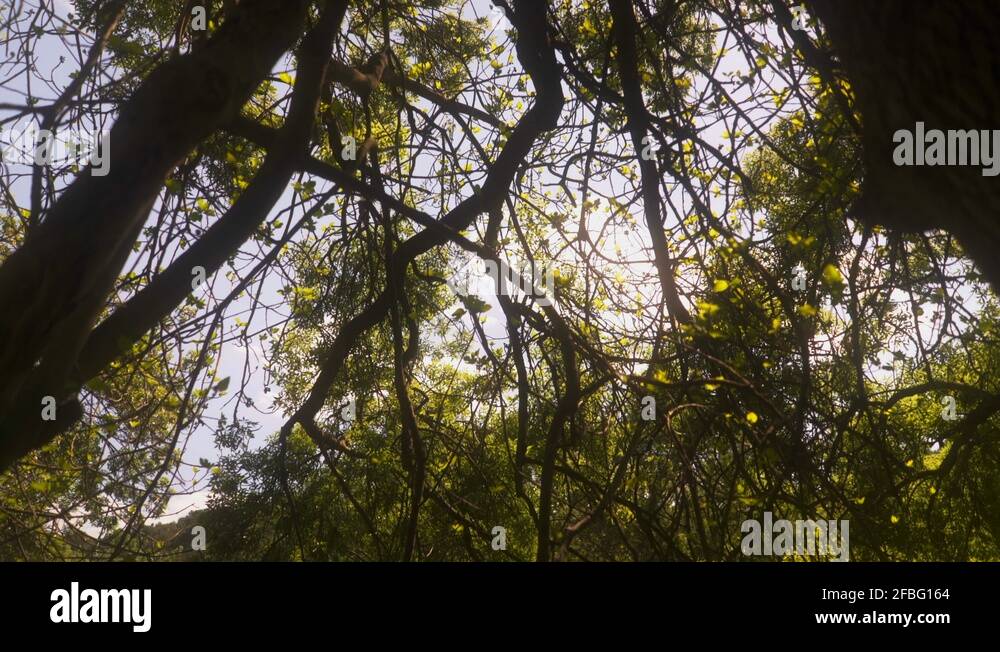 Lower canopy Stock Videos & Footage - HD and 4K Video Clips - Alamy