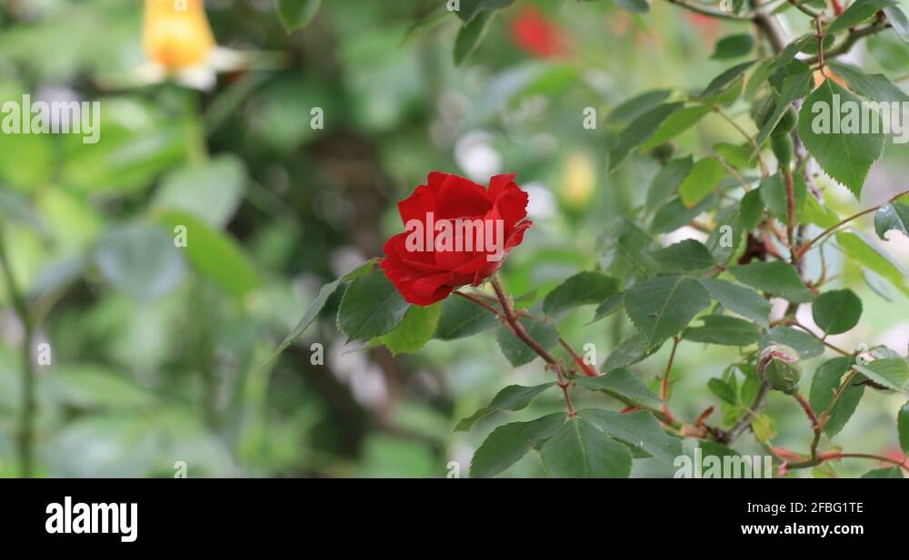 lonely hanged red rose behind the bushesing with the soft wind Stock ...