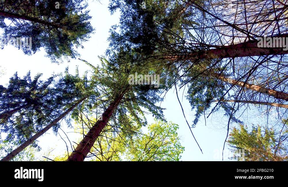 Sparse tree Stock Videos & Footage - HD and 4K Video Clips - Alamy