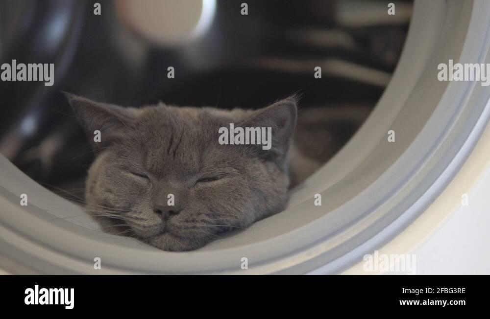 Cat washing machine Stock Videos & Footage - HD and 4K Video Clips - Alamy