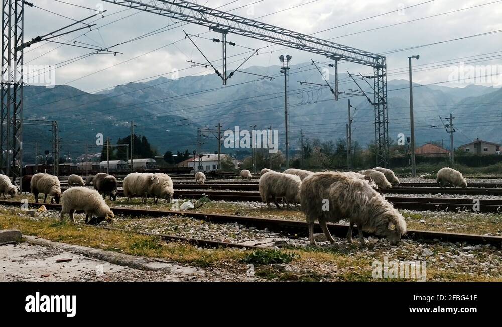 Sheep bar Stock Videos & Footage - HD and 4K Video Clips - Alamy