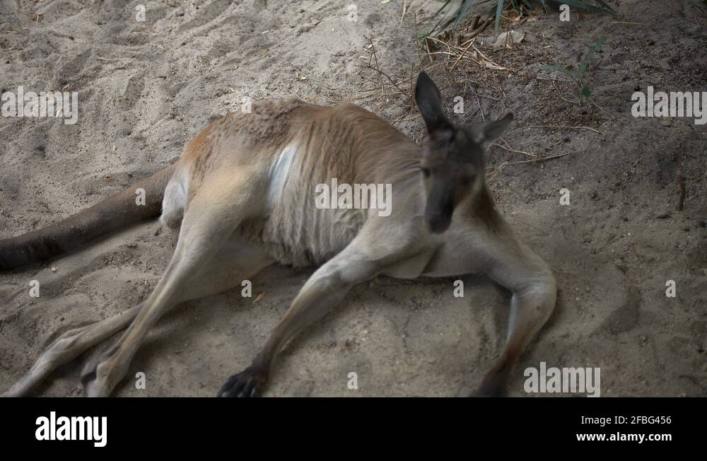 Lying kangaroo Stock Videos & Footage - HD and 4K Video Clips - Alamy