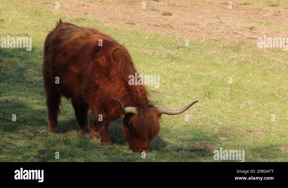 Highland cow bulls Stock Videos & Footage - HD and 4K Video Clips - Alamy