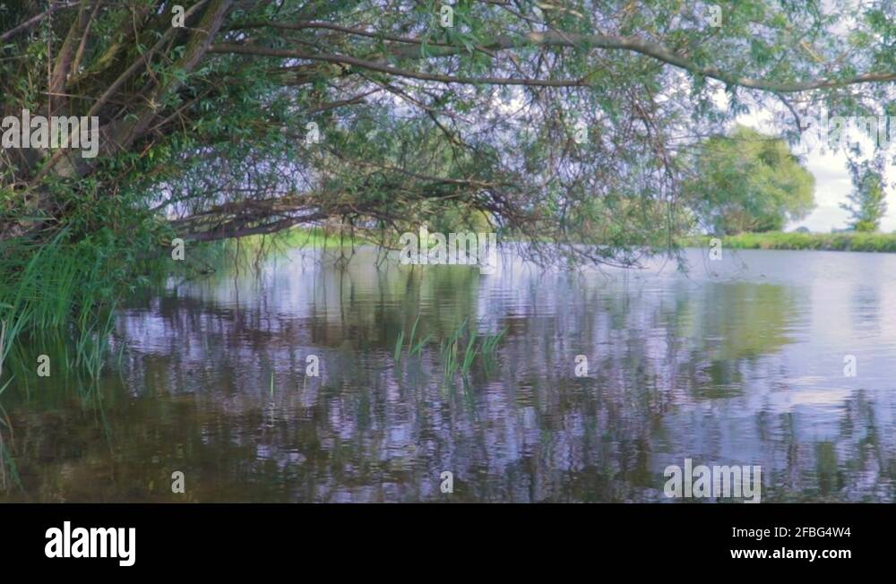 Over hanging tree branches Stock Videos & Footage - HD and 4K Video ...