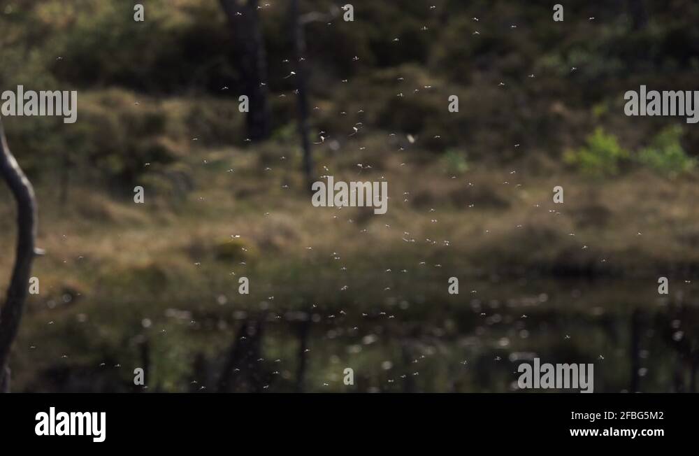 May flies Stock Videos & Footage - HD and 4K Video Clips - Alamy