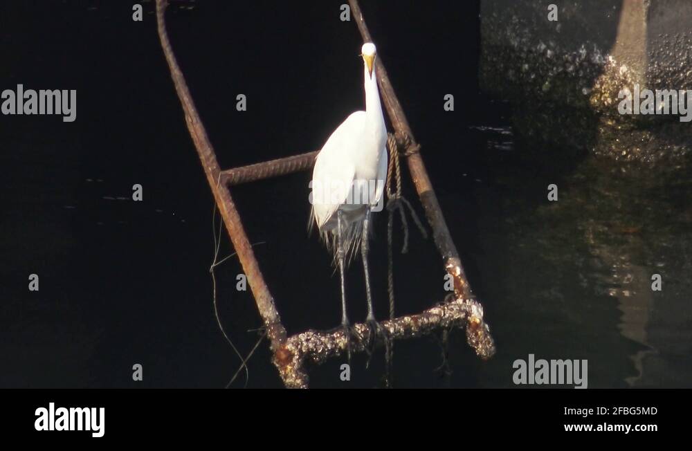 White stalk bird Stock Videos & Footage - HD and 4K Video Clips - Alamy
