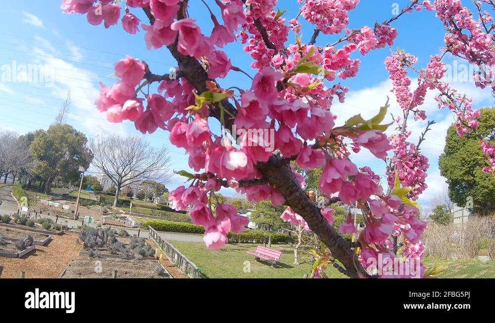 Formosan cherry Stock Videos & Footage - HD and 4K Video Clips - Alamy