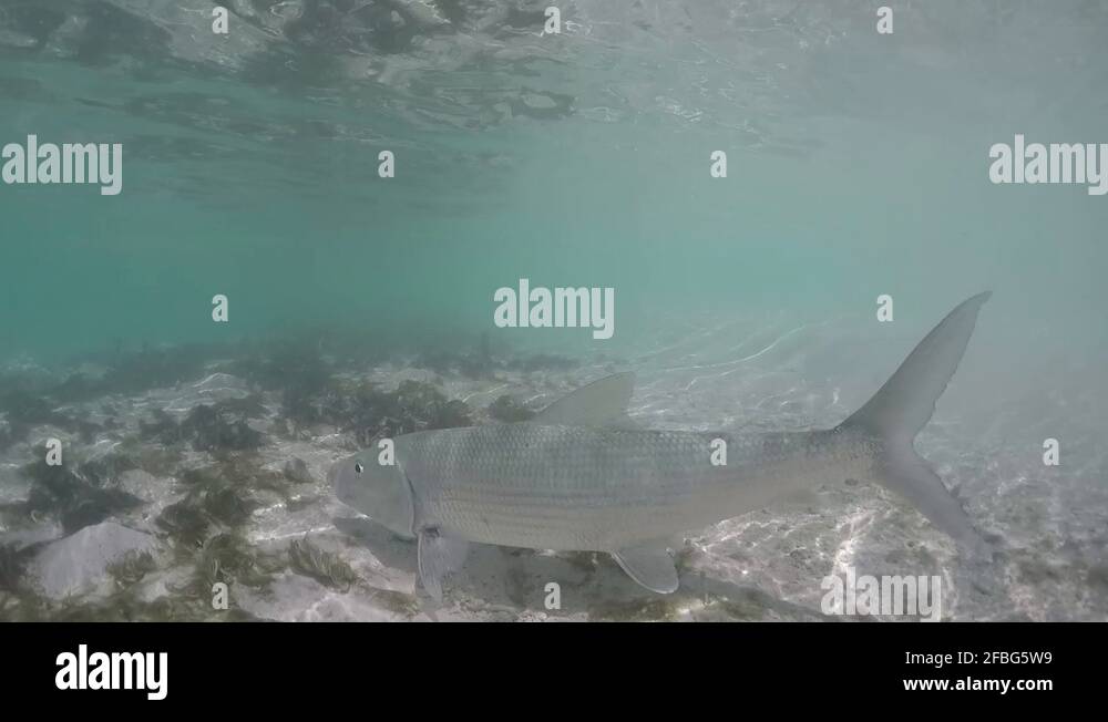 bonefish swimming underwater in Stock Video Footage - Alamy