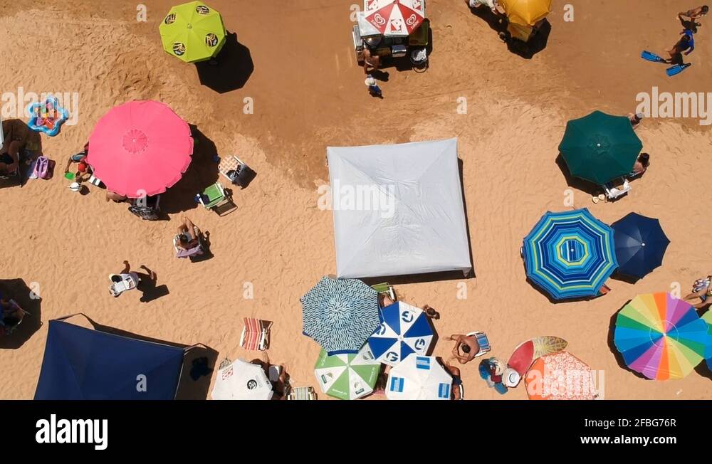 Brazilian bird of paradise Stock Videos & Footage - HD and 4K Video ...