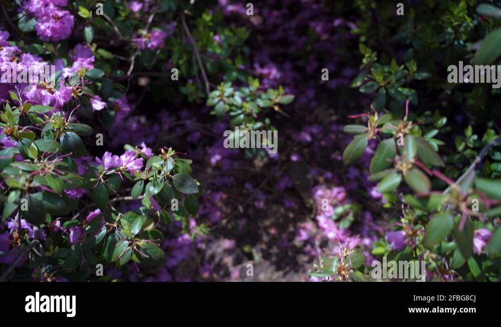 Azalea shrubs Stock Videos & Footage - HD and 4K Video Clips - Alamy
