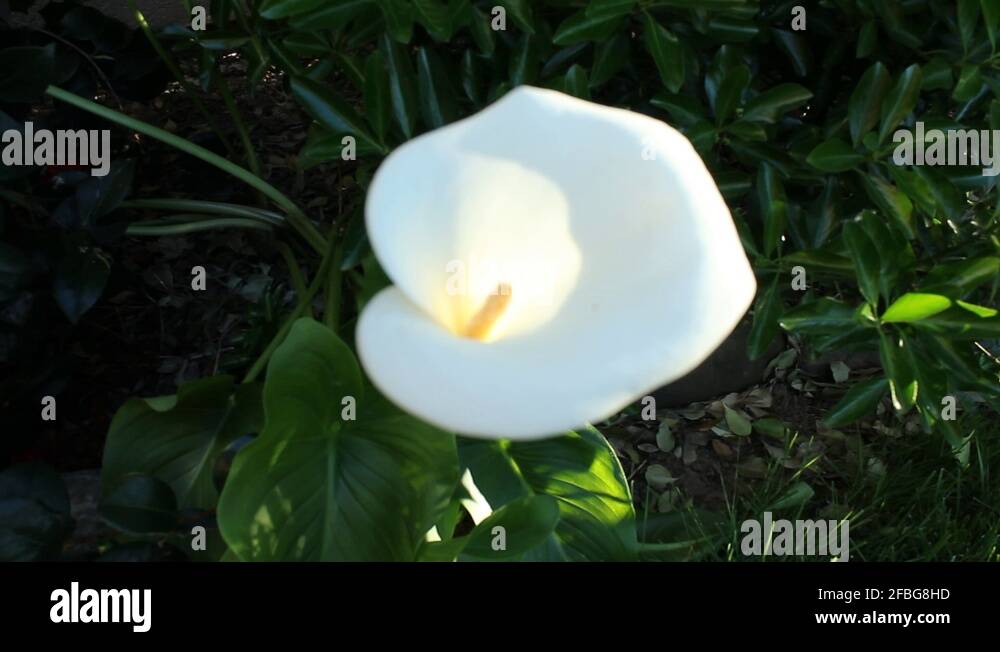 Flower medium shot Stock Videos & Footage - HD and 4K Video Clips - Alamy