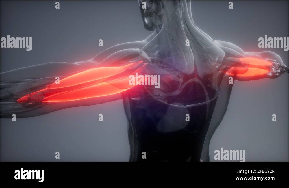triceps - Visible muscle anatomy map Stock Video Footage - Alamy