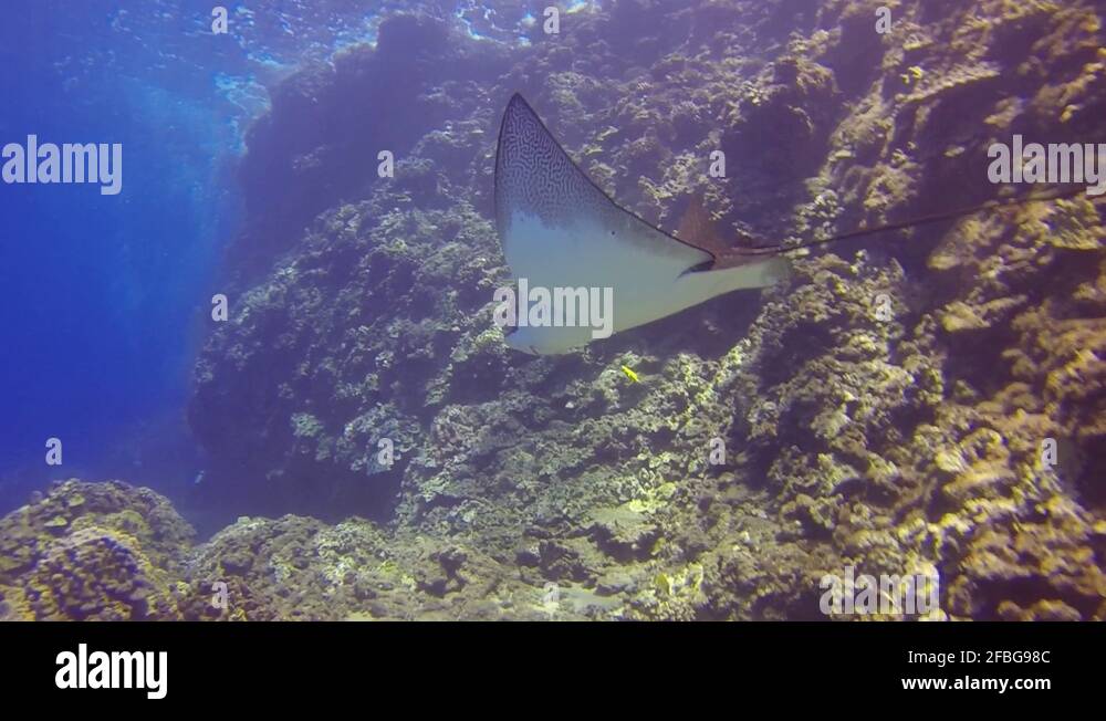 A group of eagle ray sea creatures swim and float gracefully through ...