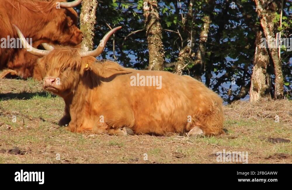 Scottish national symbol Stock Videos & Footage - HD and 4K Video Clips ...