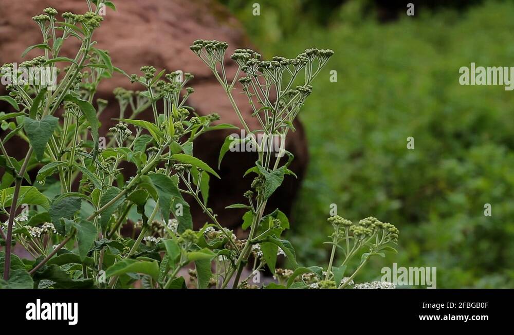 Peru plants Stock Videos & Footage - HD and 4K Video Clips - Alamy