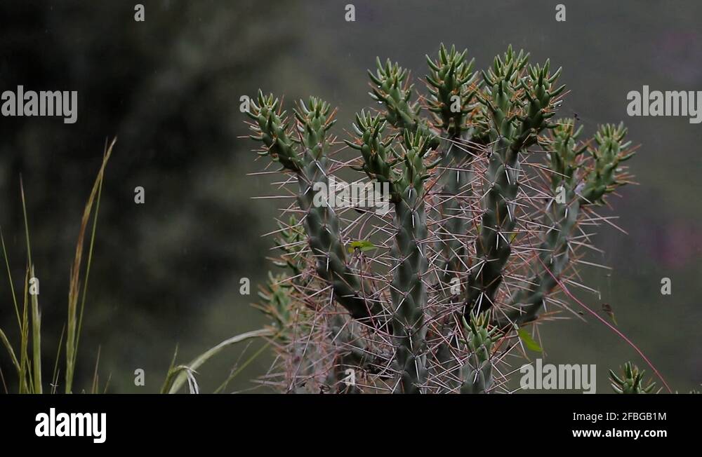 Psychoactive cactus Stock Videos & Footage - HD and 4K Video Clips - Alamy