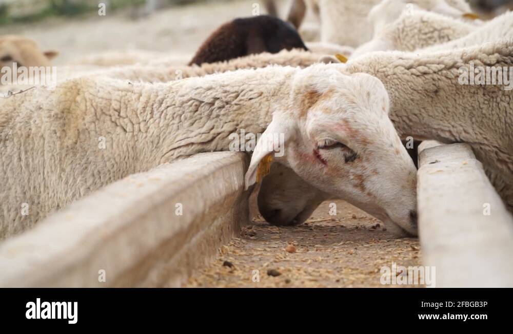 Livestock grain Stock Videos & Footage - HD and 4K Video Clips - Alamy