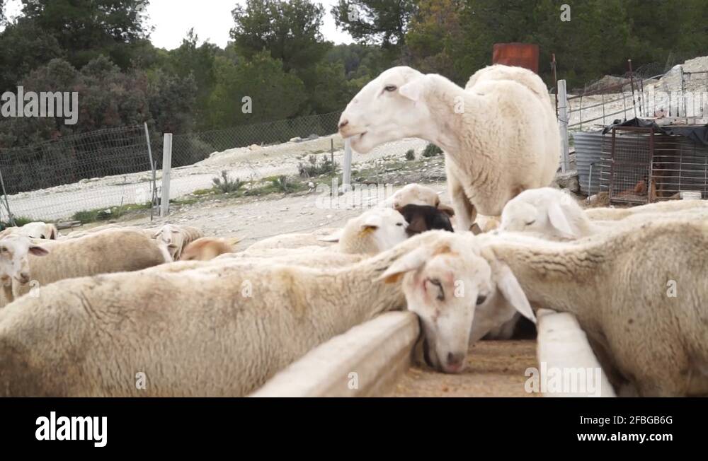 Sheep Eating From A Feeder, One Sheep Is Standing In The Trough Stock ...