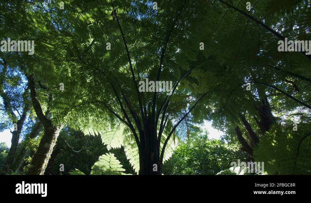 Fern and tree Stock Videos & Footage - HD and 4K Video Clips - Alamy