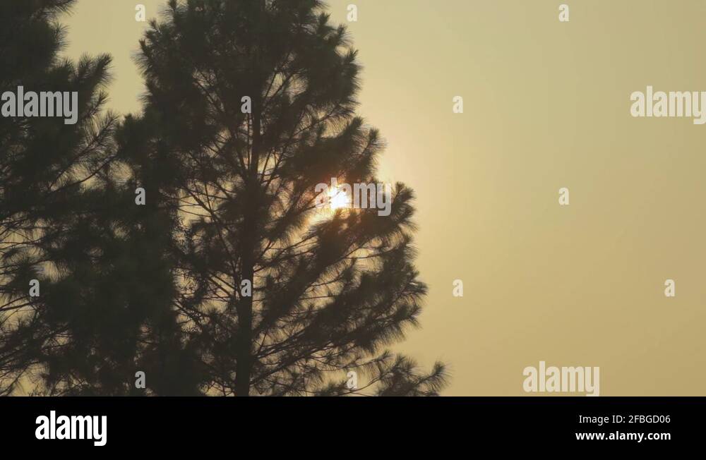 Sun going behind trees Stock Videos & Footage - HD and 4K Video Clips ...