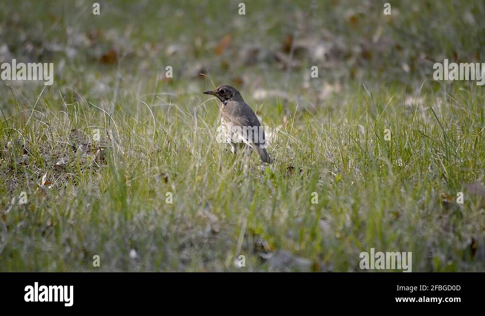 Sturnus vulgaris male Stock Videos & Footage - HD and 4K Video Clips ...