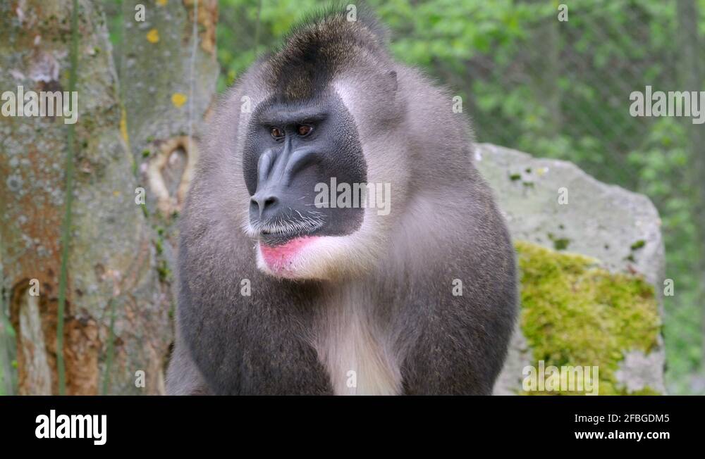 Drill monkey Stock Videos & Footage - HD and 4K Video Clips - Alamy