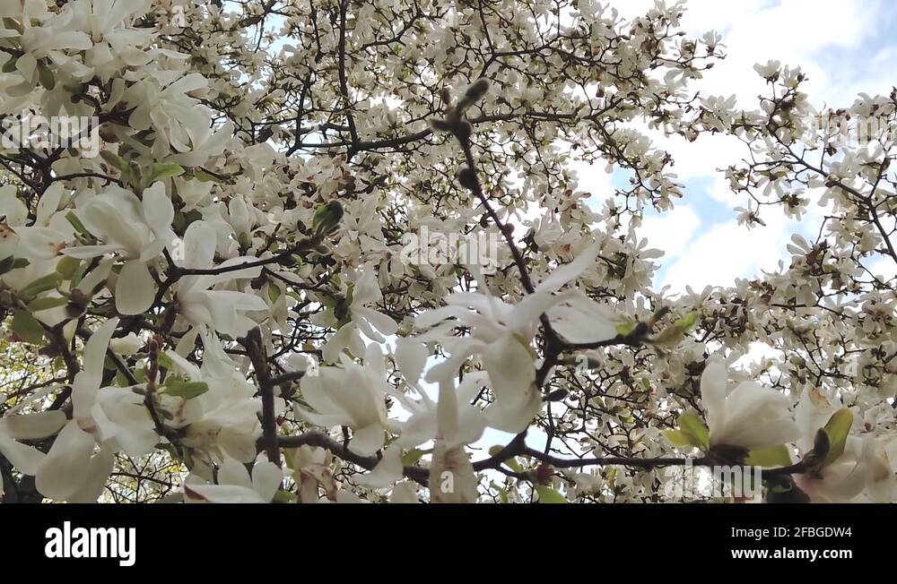 Leaf magnolia tree Stock Videos & Footage - HD and 4K Video Clips - Alamy
