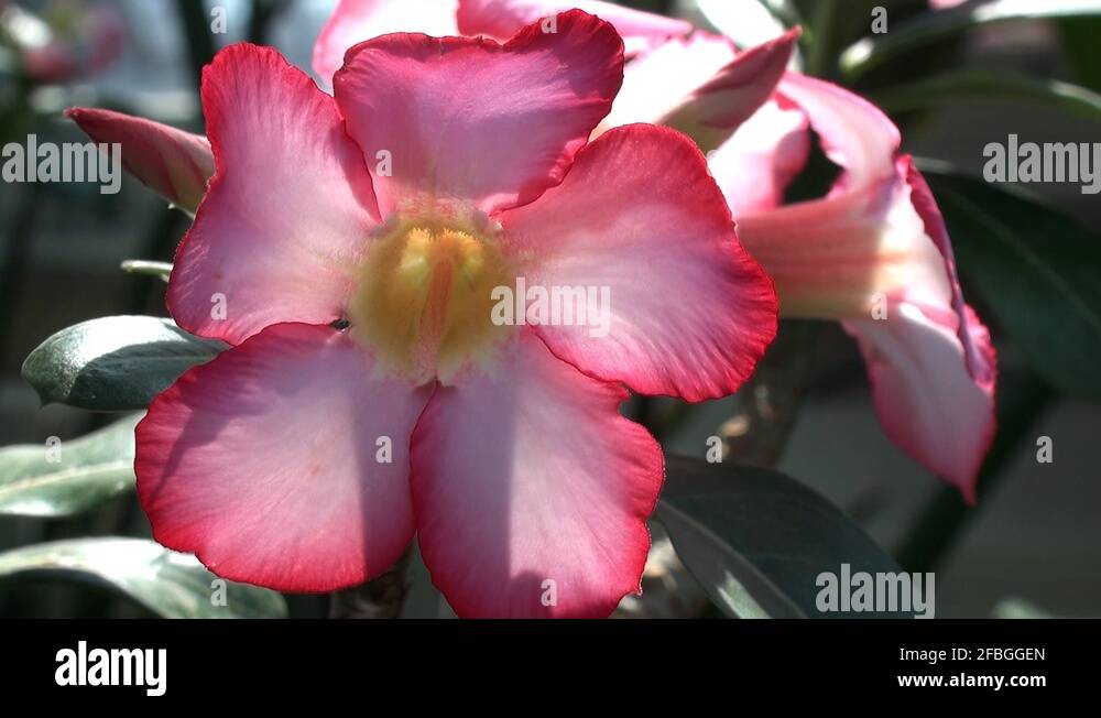 Impala lily Stock Videos & Footage - HD and 4K Video Clips - Alamy