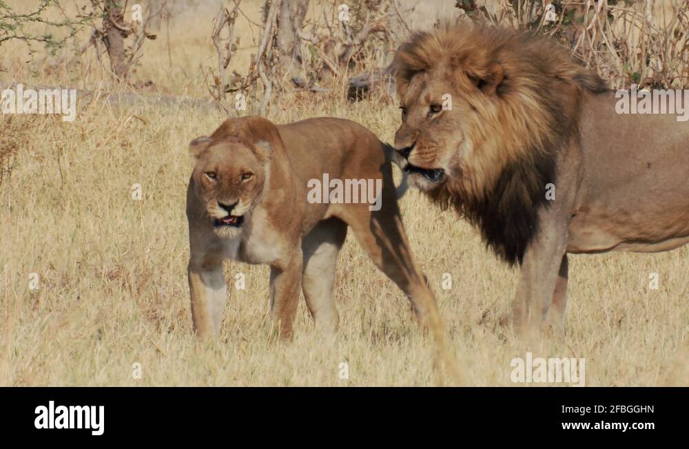 Courting animal Stock Videos & Footage - HD and 4K Video Clips - Alamy