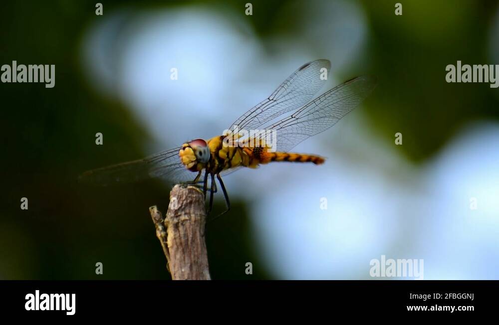 Wings on head Stock Videos & Footage - HD and 4K Video Clips - Alamy