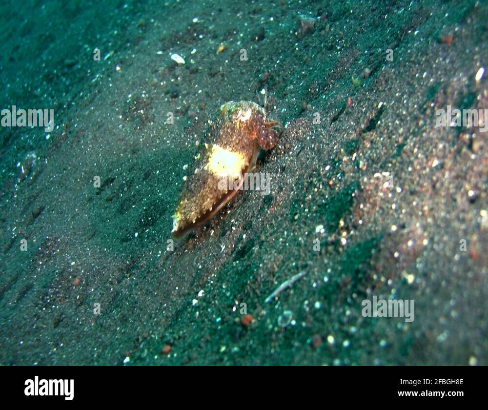 Sepia sp Stock Videos & Footage - HD and 4K Video Clips - Alamy