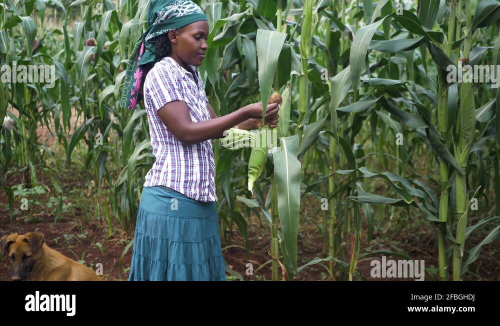 Africa woman corn Stock Videos & Footage - HD and 4K Video Clips - Alamy