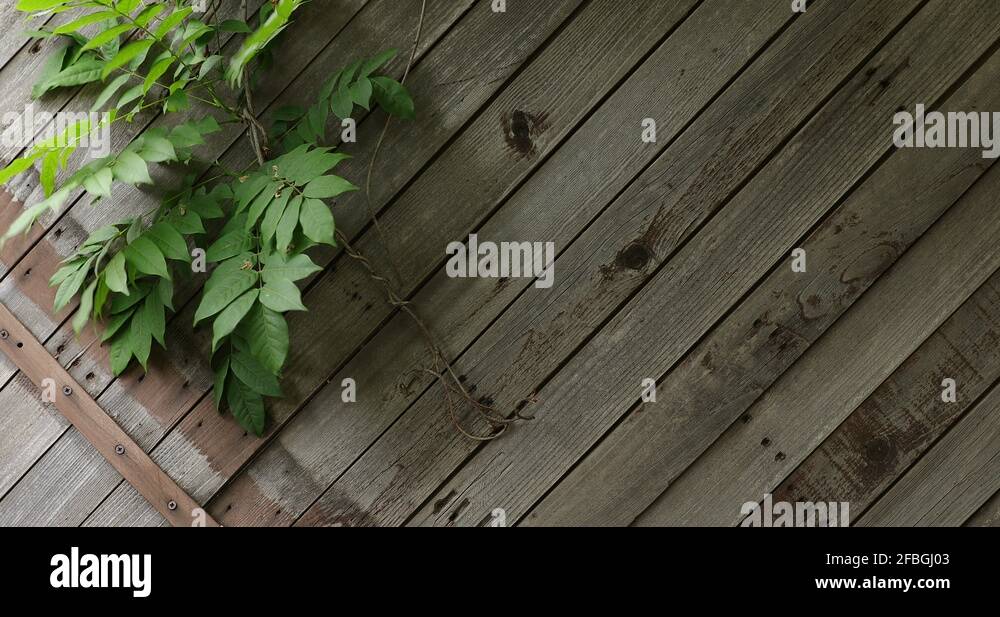 Wooden gate background Stock Videos & Footage - HD and 4K Video Clips ...