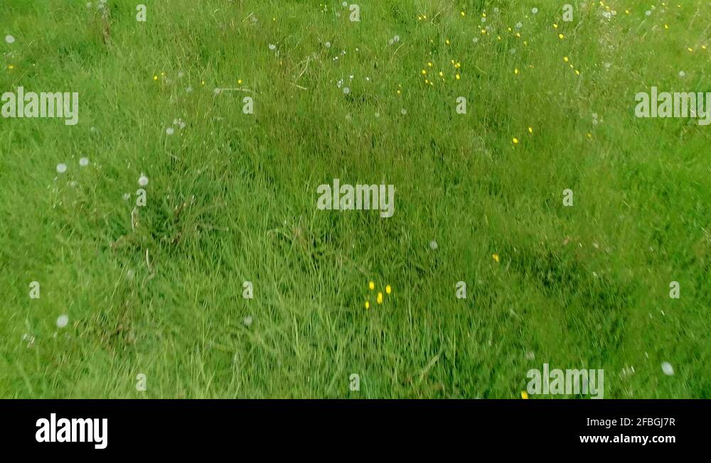 Uncut overgrown lawn or grass Stock Videos & Footage - HD and 4K Video ...