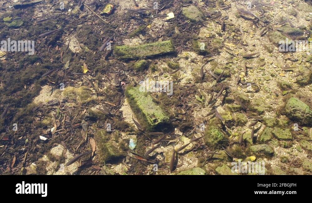 Lisa fish Stock Videos & Footage - HD and 4K Video Clips - Alamy