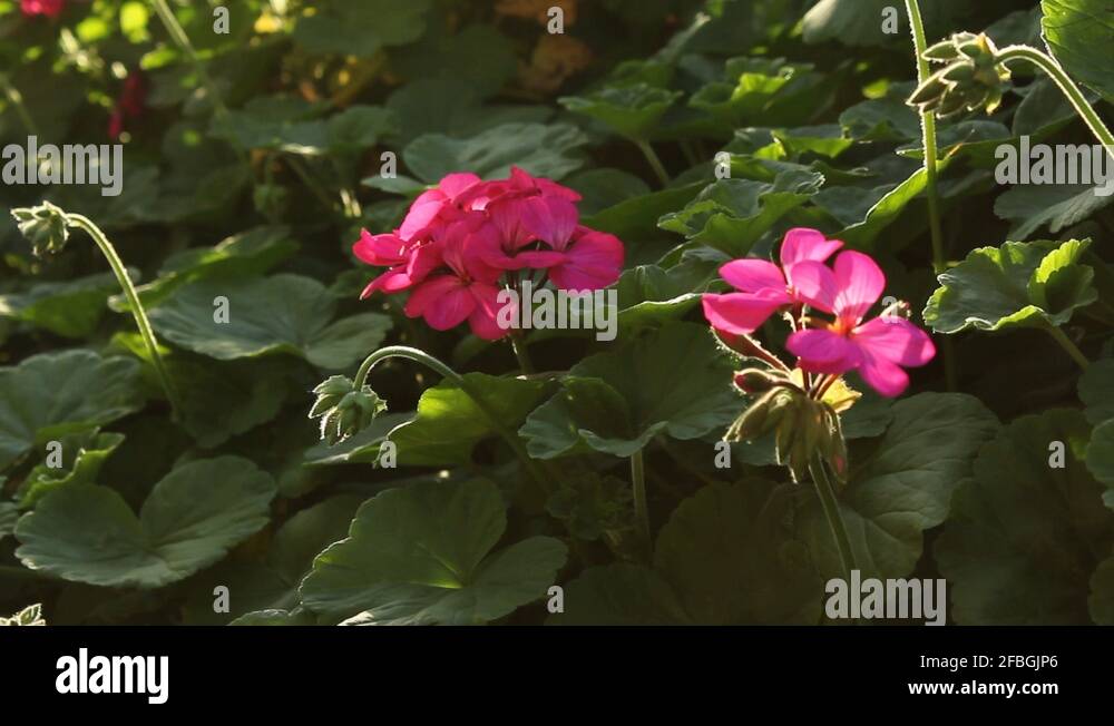 Spider webs in nature Stock Videos & Footage - HD and 4K Video Clips ...