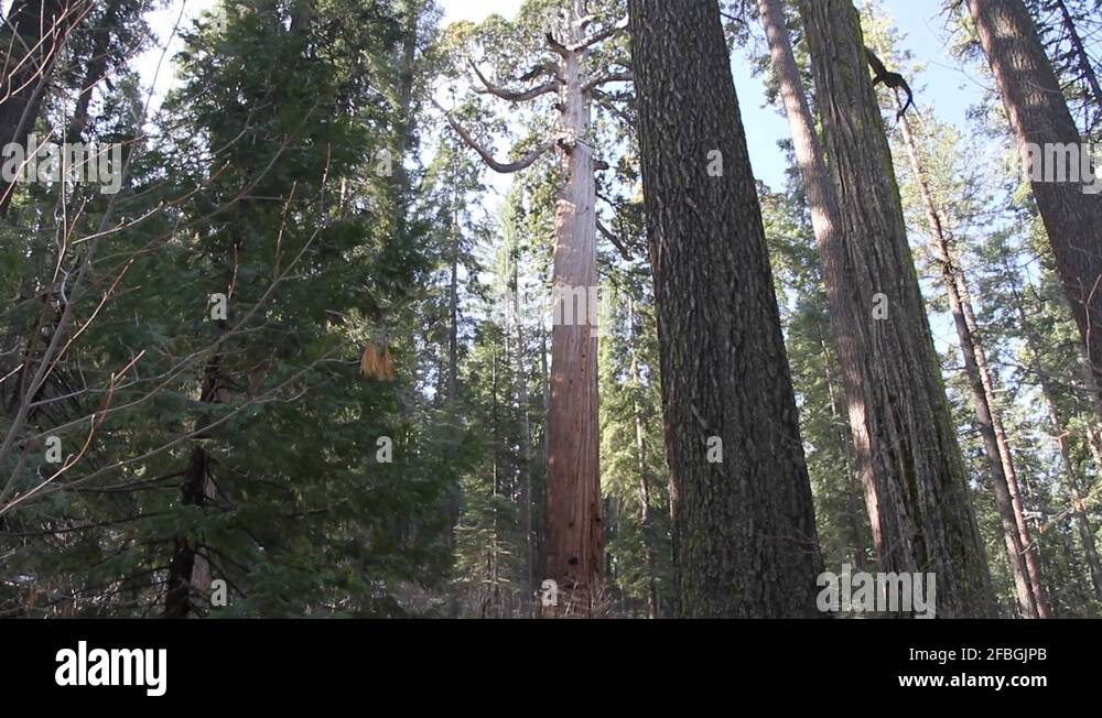 Calaveras grove big tree Stock Videos & Footage - HD and 4K Video Clips ...