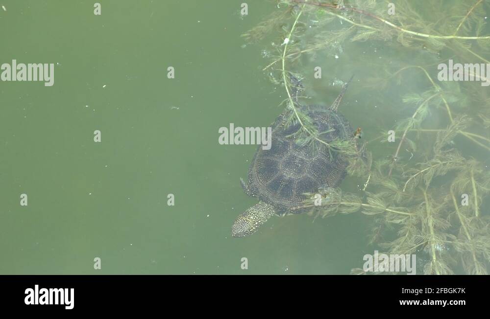Green ponds Stock Videos & Footage - HD and 4K Video Clips - Alamy