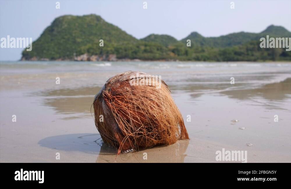 Coconut in the wild Stock Videos & Footage - HD and 4K Video Clips - Alamy