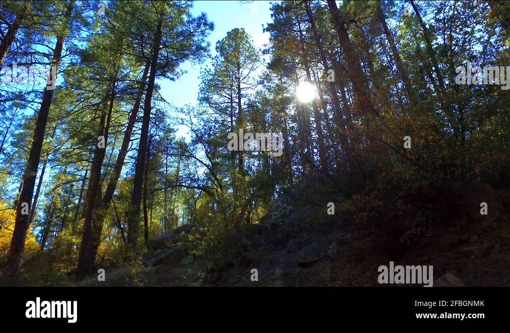 Sunlight through tall pine trees Stock Videos & Footage - HD and 4K ...