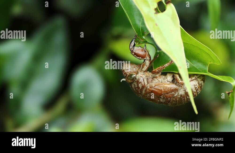 Terrifying insects Stock Videos & Footage - HD and 4K Video Clips - Alamy