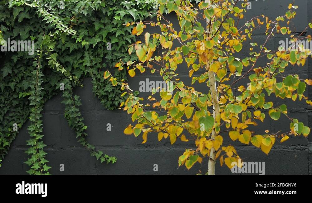 Tree in fall colours Stock Videos & Footage - HD and 4K Video Clips - Alamy